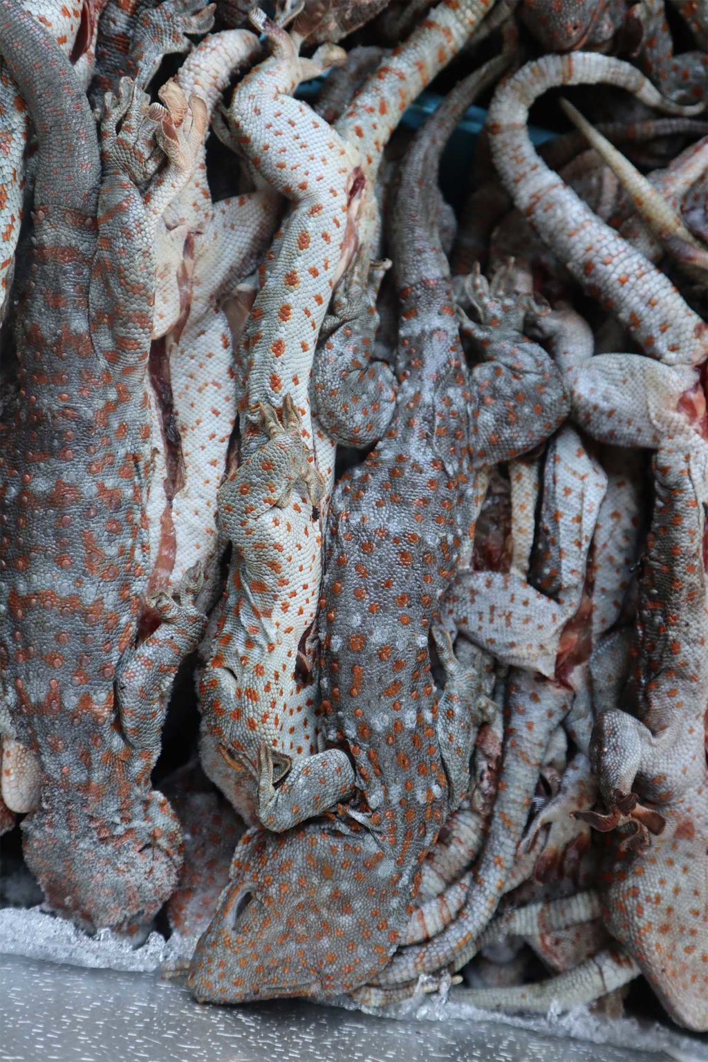 Dried tokay geckos a big income earner for village in Thailand’s Nakhon ...